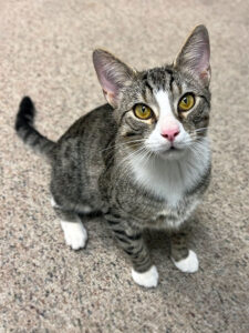 ADOPT A CAT – Evanston Animal Shelter