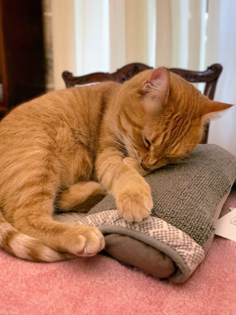 ADOPT A CAT – Evanston Animal Shelter