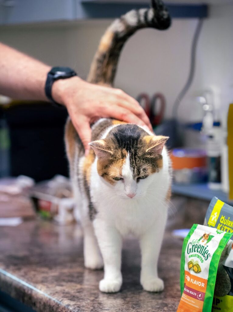 ADOPT A CAT – Evanston Animal Shelter