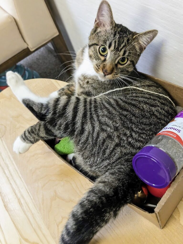 ADOPT A CAT – Evanston Animal Shelter