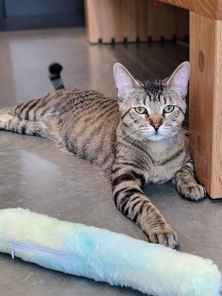 ADOPT A CAT – Evanston Animal Shelter